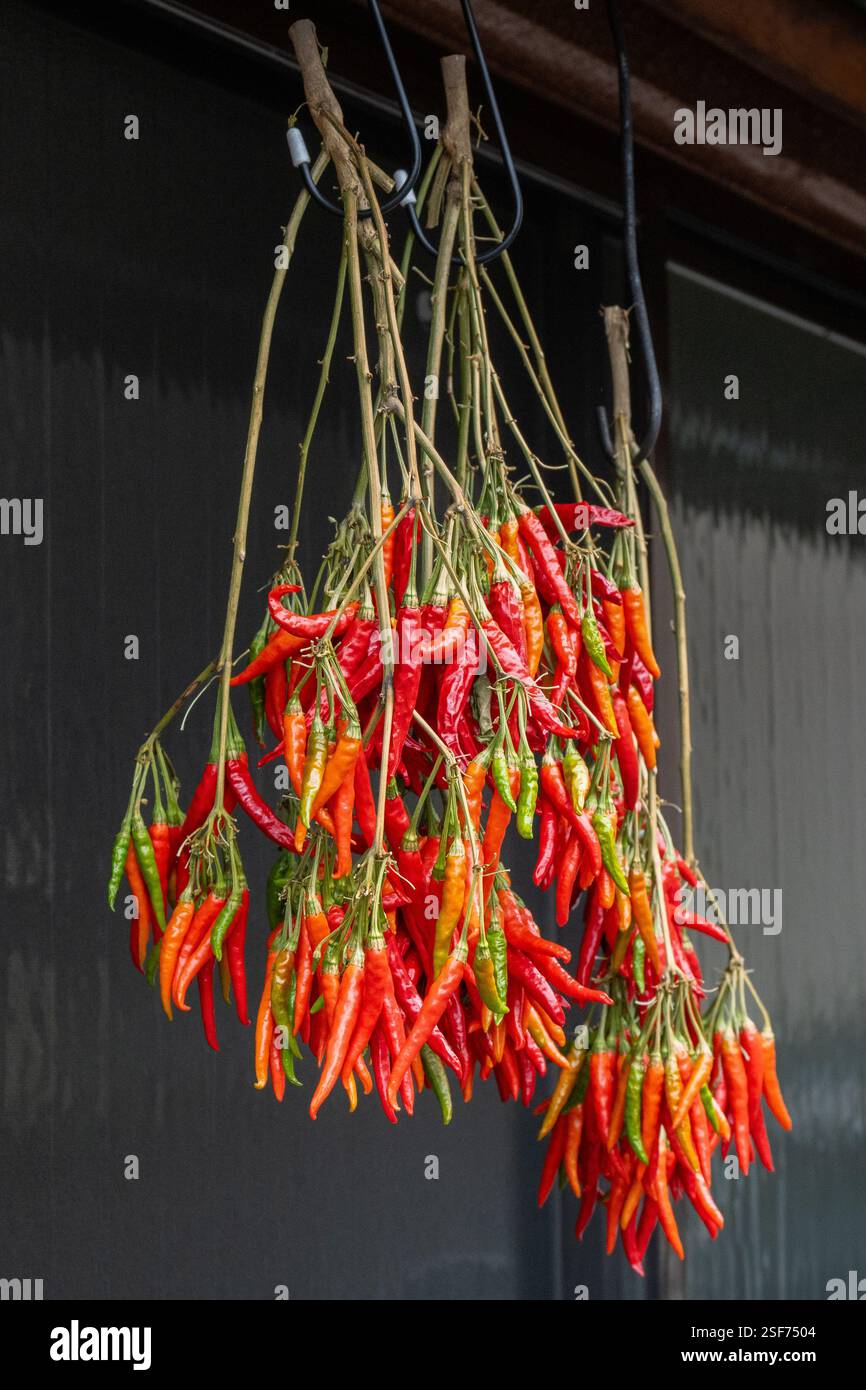 Red Chilli Peppers Drying Outside Japanese House, Takayama, Japan Stock ...