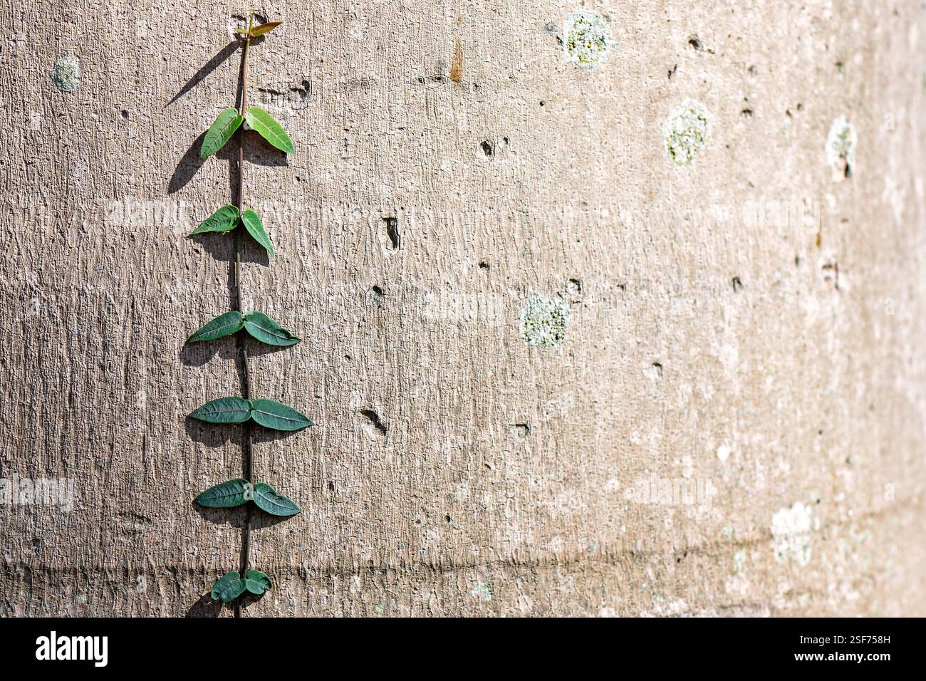 vine on tree, green leaves pale white bark, contrast, abstract ...