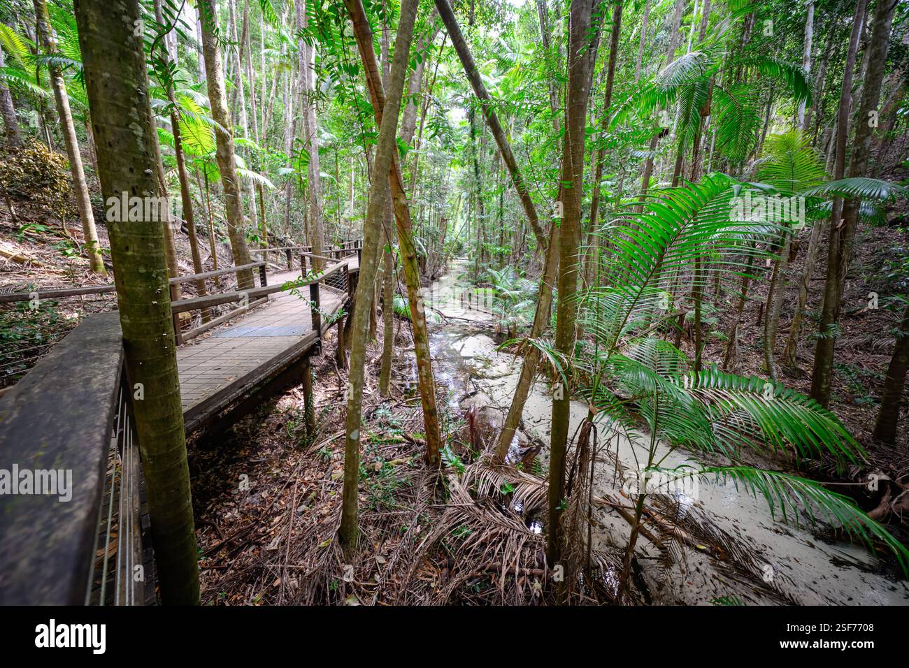 Wanggoolba Creek boardwalk, K'gari Fraser Island, Queensland Australia ...