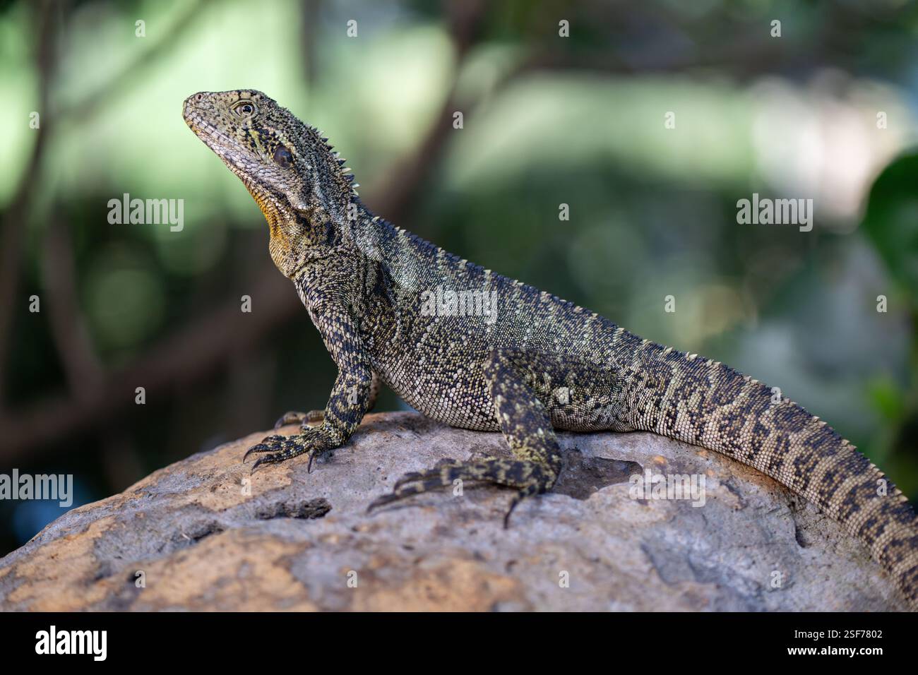 Australian water dragon, Intellagama lesueurii, native reptile on rock ...
