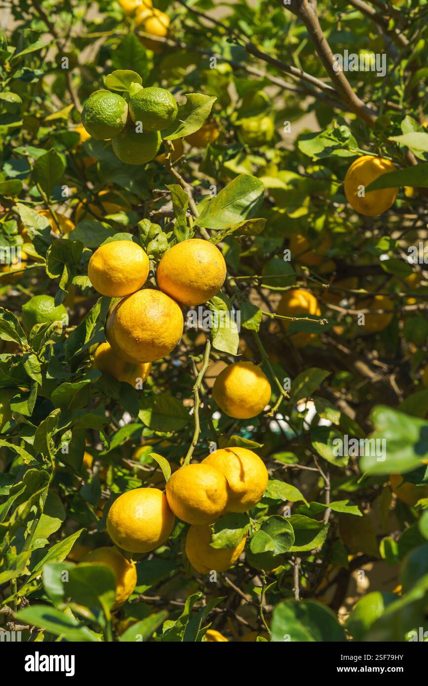 Clustered lemons in various stages of ripeness hang from a lush green ...
