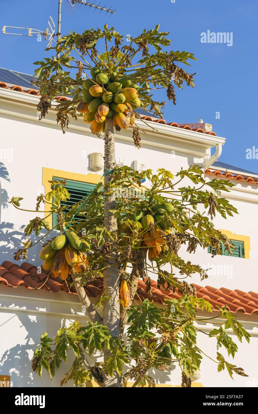 Papaya tree with ripe and unripe fruits stands in front of a ...