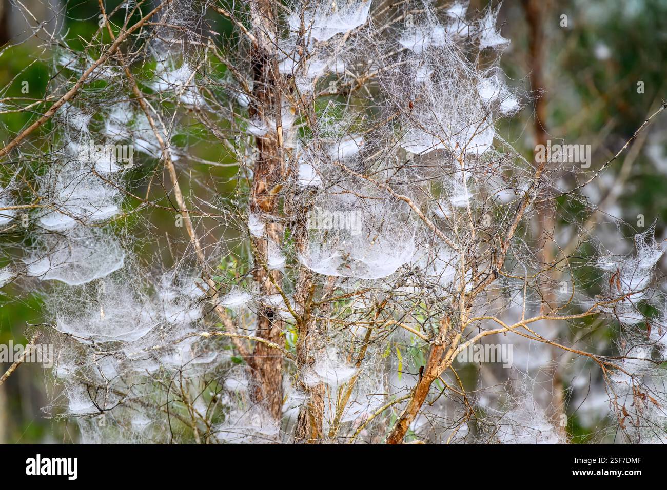 webs in trees, Queensland Australia, spider dense numerous many nests ...