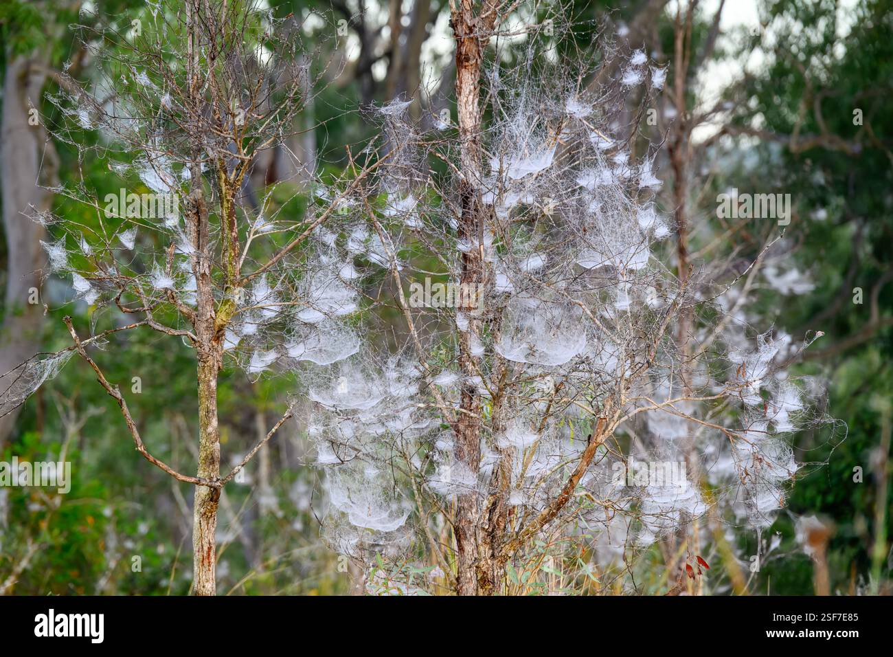 webs in trees, Queensland Australia, spider dense numerous many nests ...