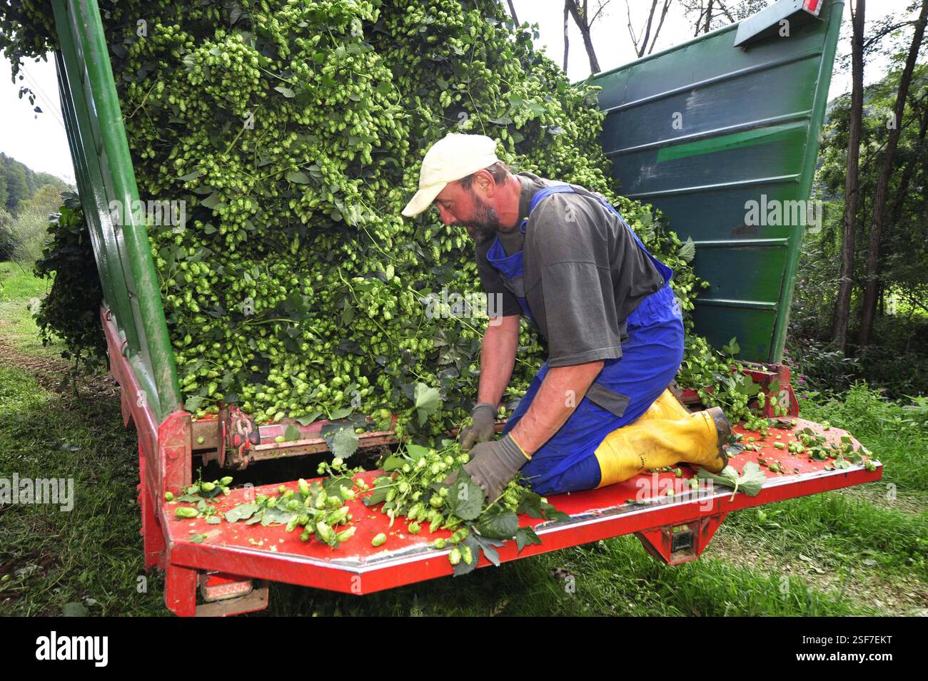 manual hop harvest or hop picking by a farmer on the field hop harvest ...