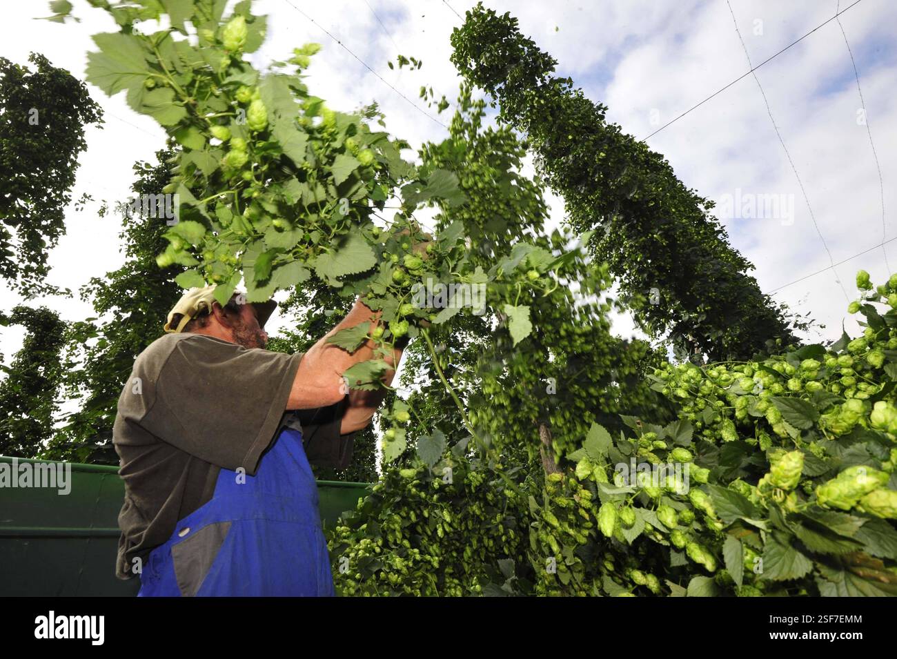 manual hop harvest or hop picking by a farmer on the field hop harvest ...
