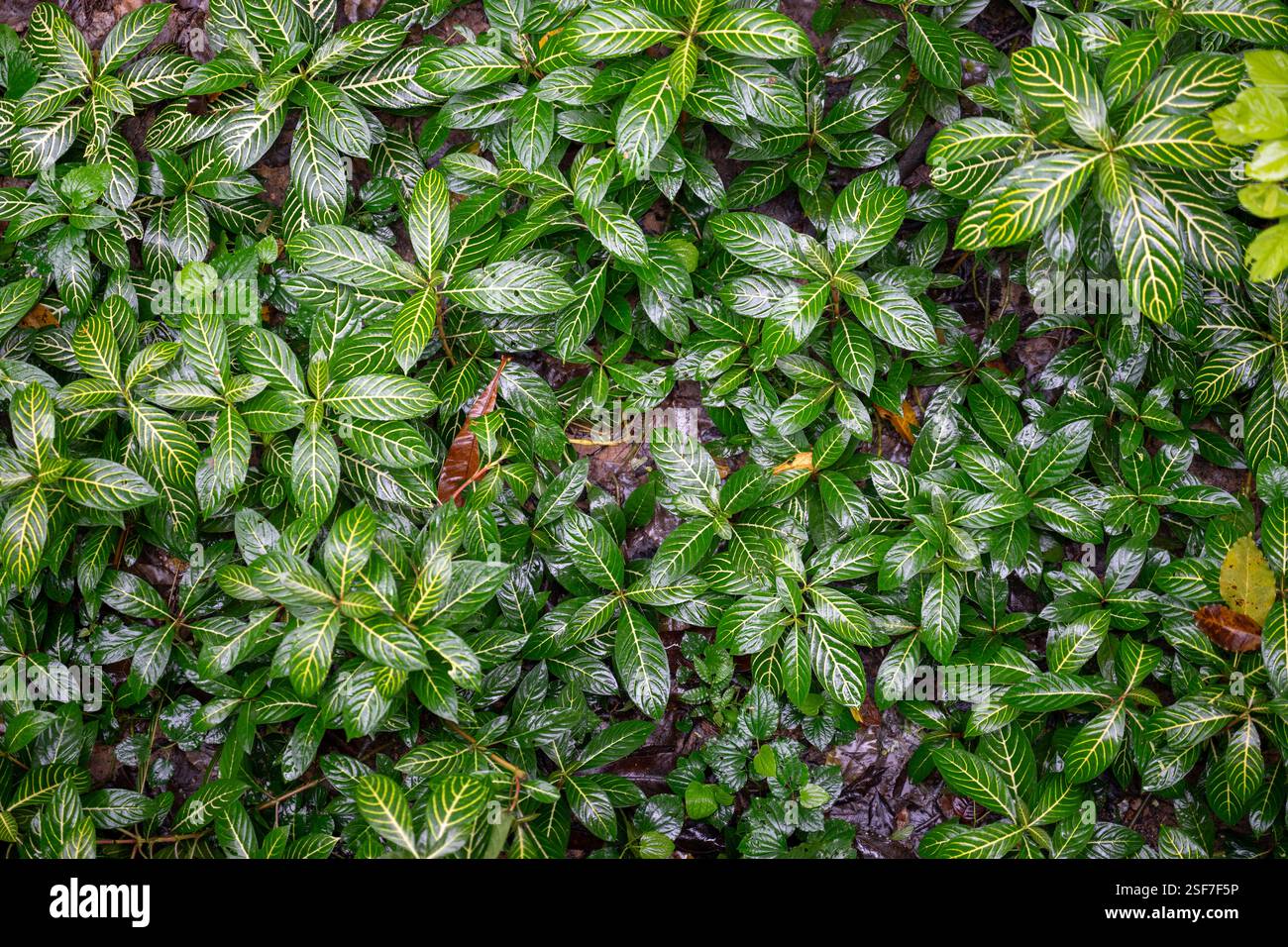 wet rainforest floor plants, Sanchezia foliage, variegated color colour ...