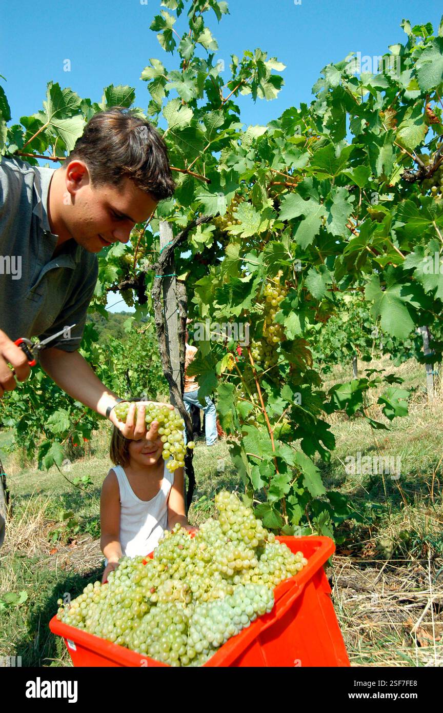 pruning or wine harvest on a vineyard, cutting off grapes pruning or ...