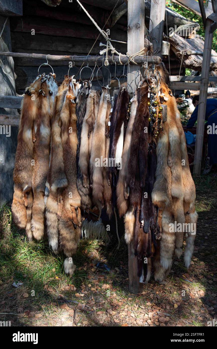 Hanging fox furs for sale at Pukkisaari Iron Age Market re-enactment in ...