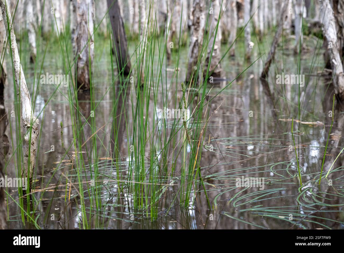 Wetland ecosystem paperbark forest, swamp water reflections, rain environment nature, Australian ...