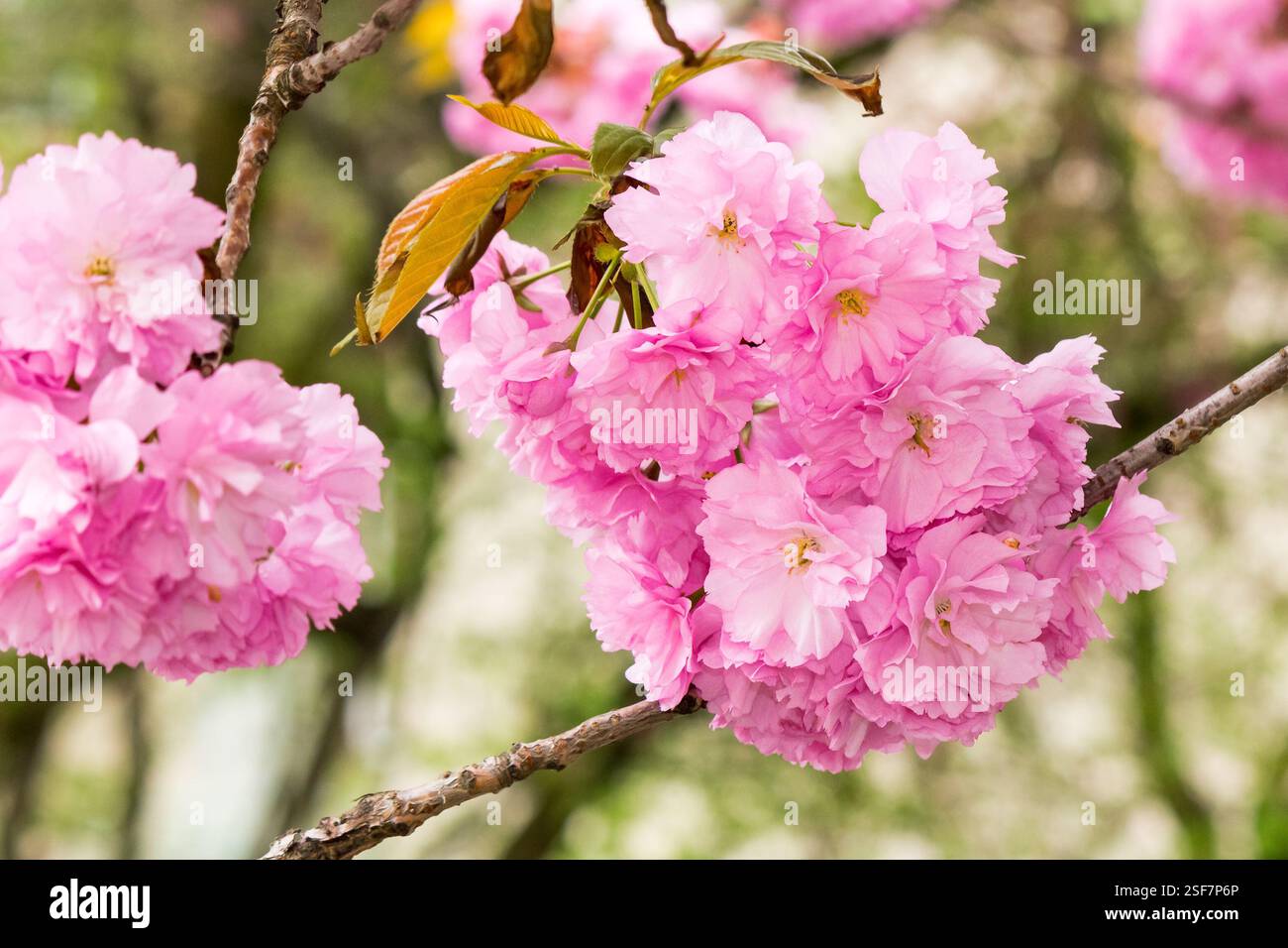 lush cherry blossom. soft freshness. closeup of japanese kanzan sakura ...