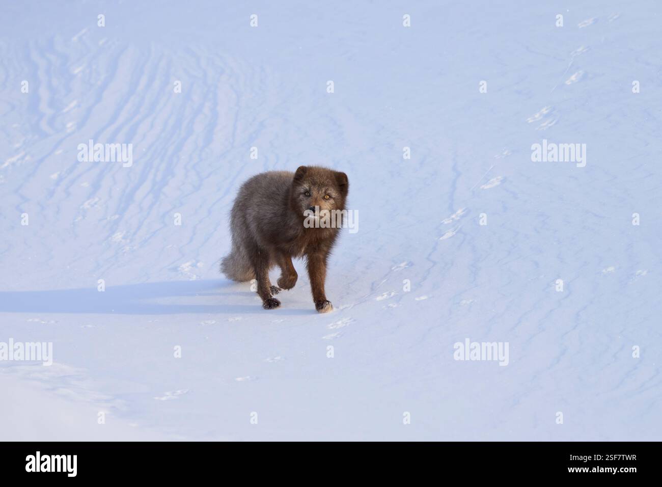 Male blue morph Arctic fox (Vulpes lagopus) in winter coat ...
