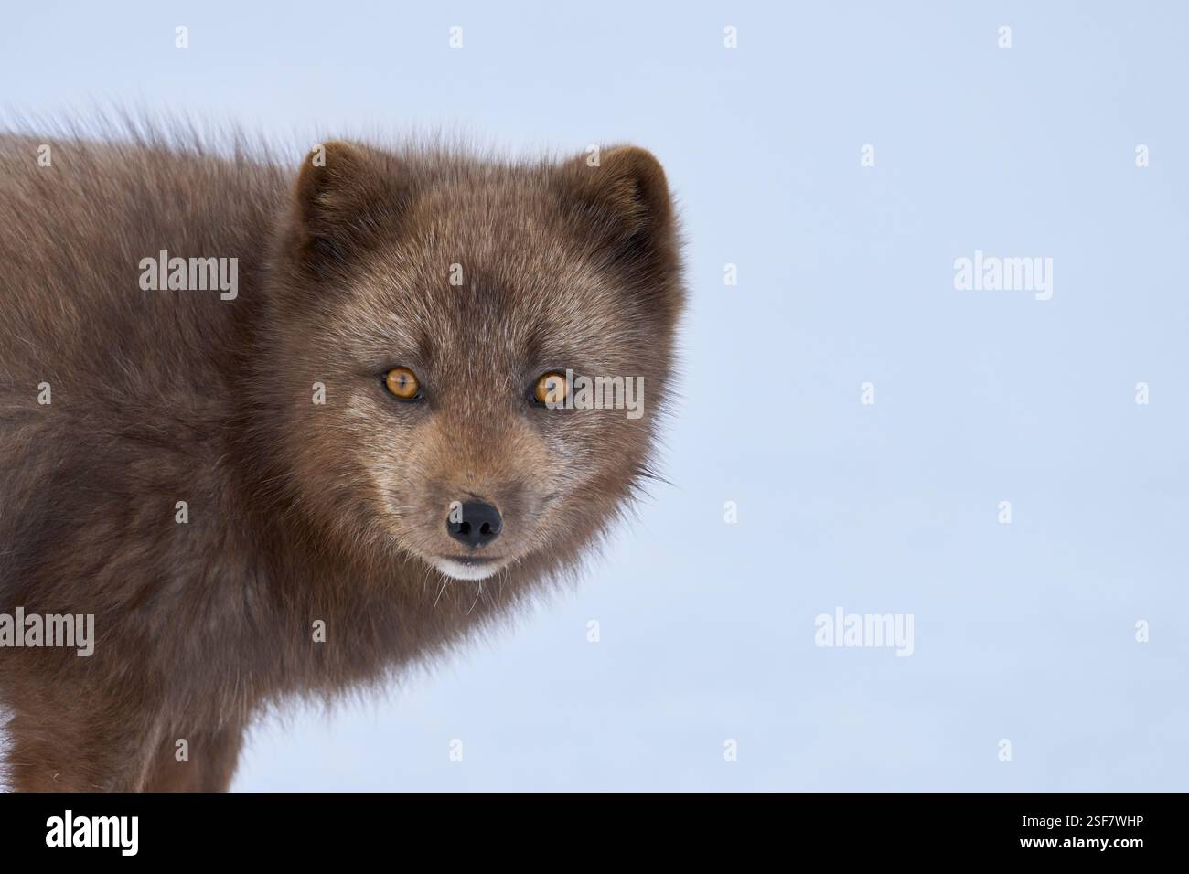 Male blue morph Arctic fox (Vulpes lagopus) in winter coat ...
