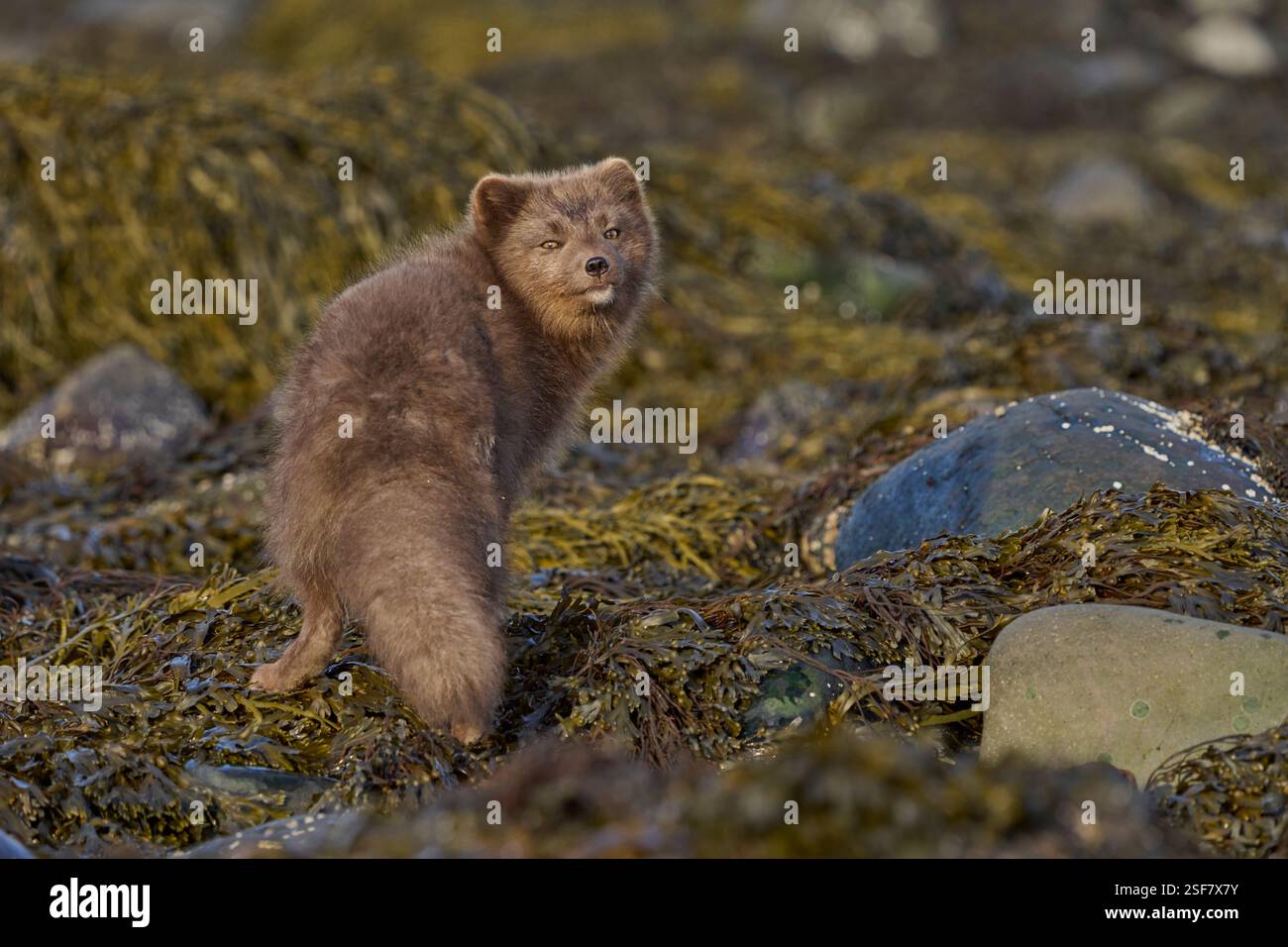Male blue morph Arctic fox (Vulpes lagopus) in winter coat ...
