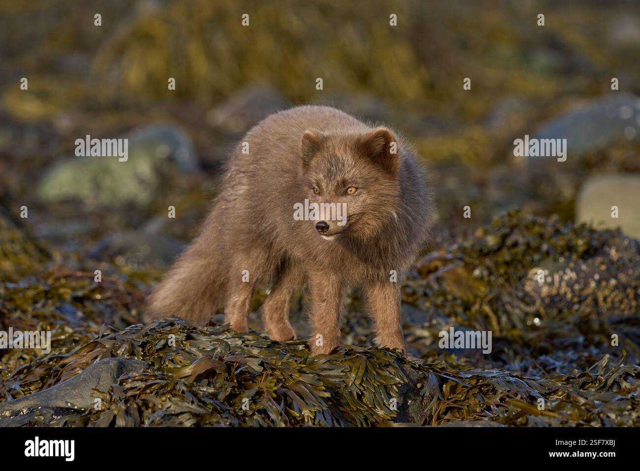 Male blue morph Arctic fox (Vulpes lagopus) in winter coat ...