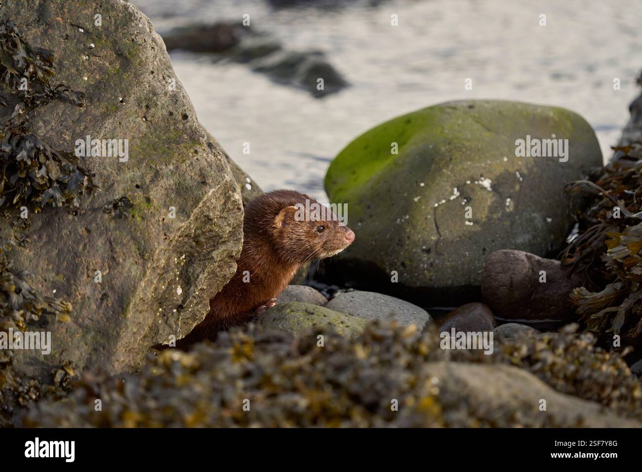 American mink (Neogale vison). Hornstrandir Nature Reserve, Iceland ...