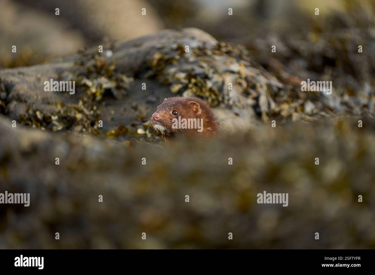 American mink (Neogale vison). Hornstrandir Nature Reserve, Iceland ...