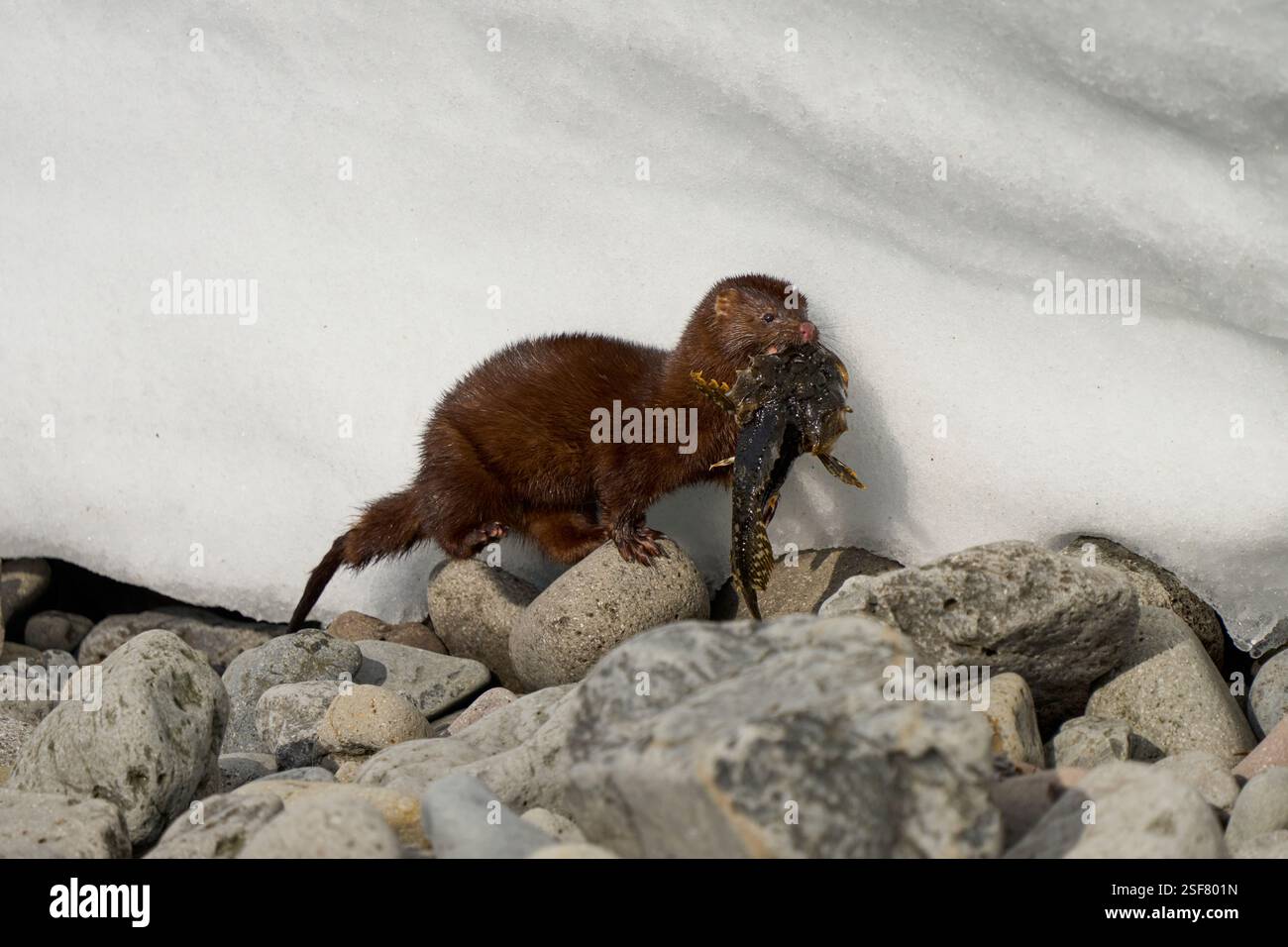 American mink (Neogale vison) with shorthorn sculpin (Myoxocephalus ...