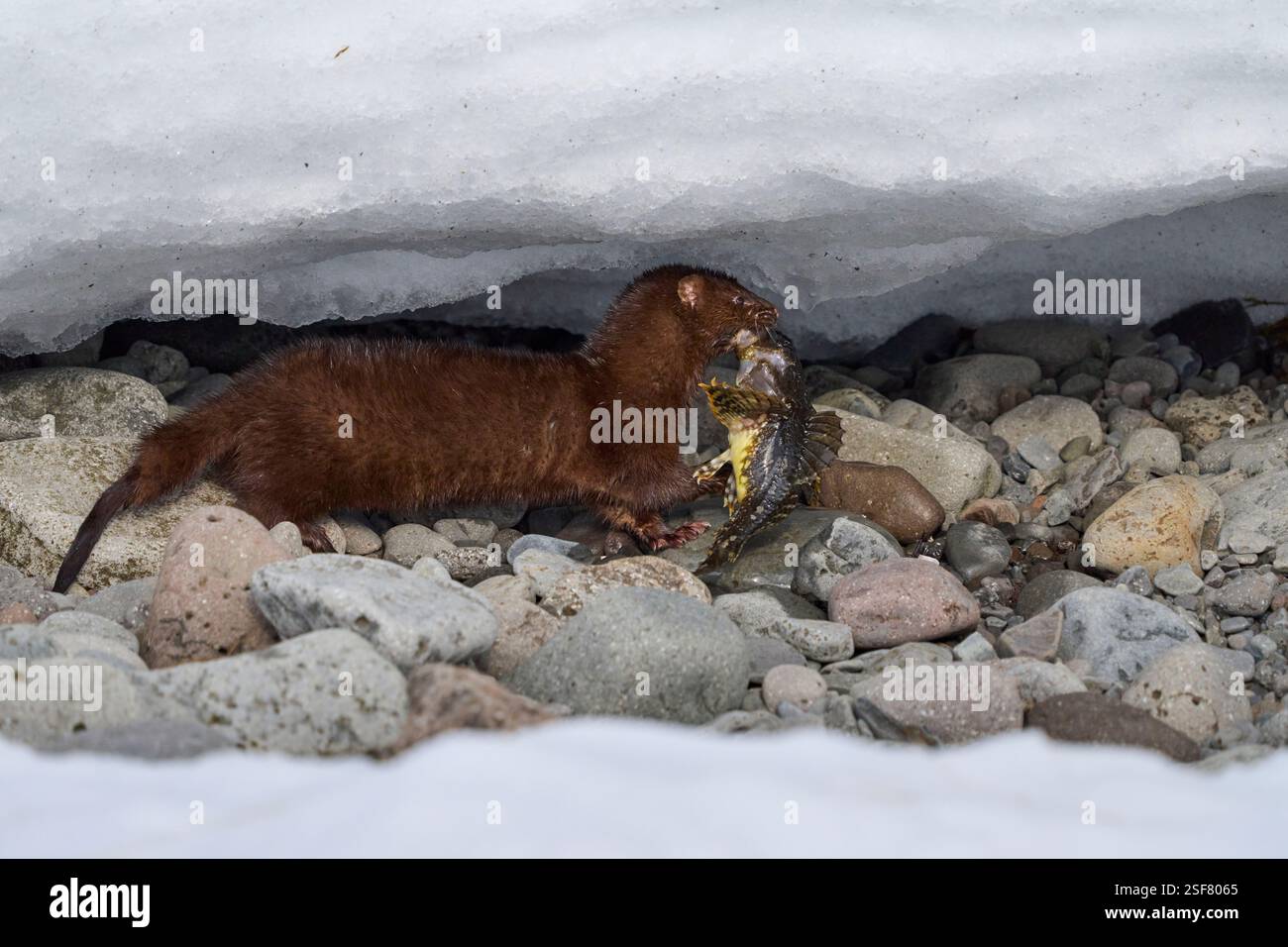 American mink (Neogale vison) with shorthorn sculpin (Myoxocephalus ...