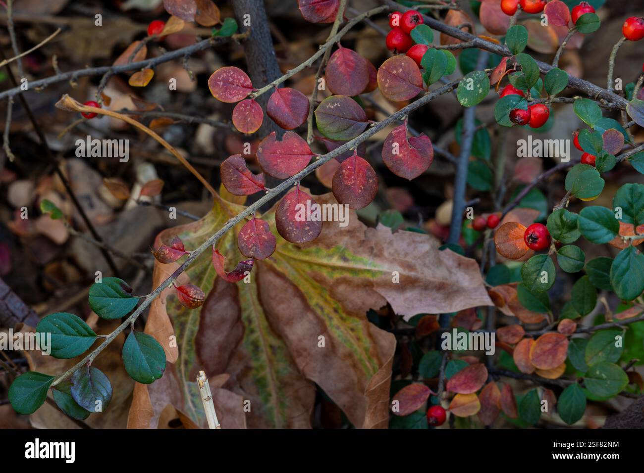 Autumn plants along the sidewalk in Tehran Stock Photo - Alamy