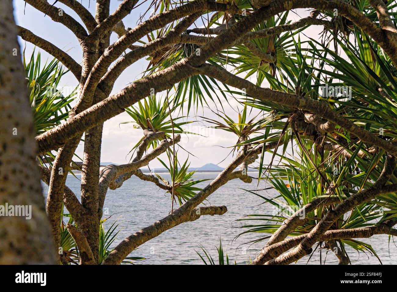 Glass House mountains through pandanus tree, Noosa National Park ...