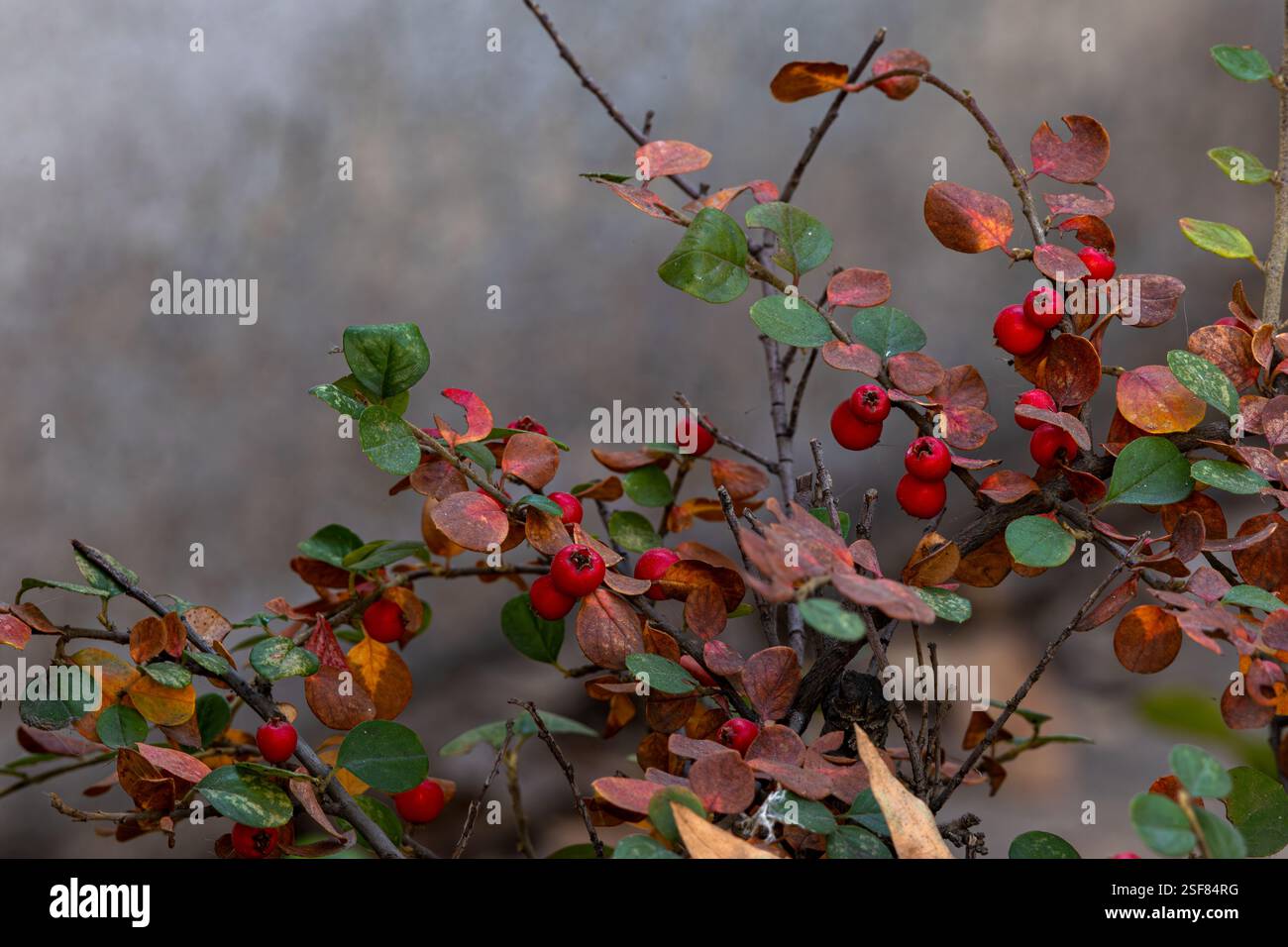 Autumn plants along the sidewalk in Tehran Stock Photo - Alamy