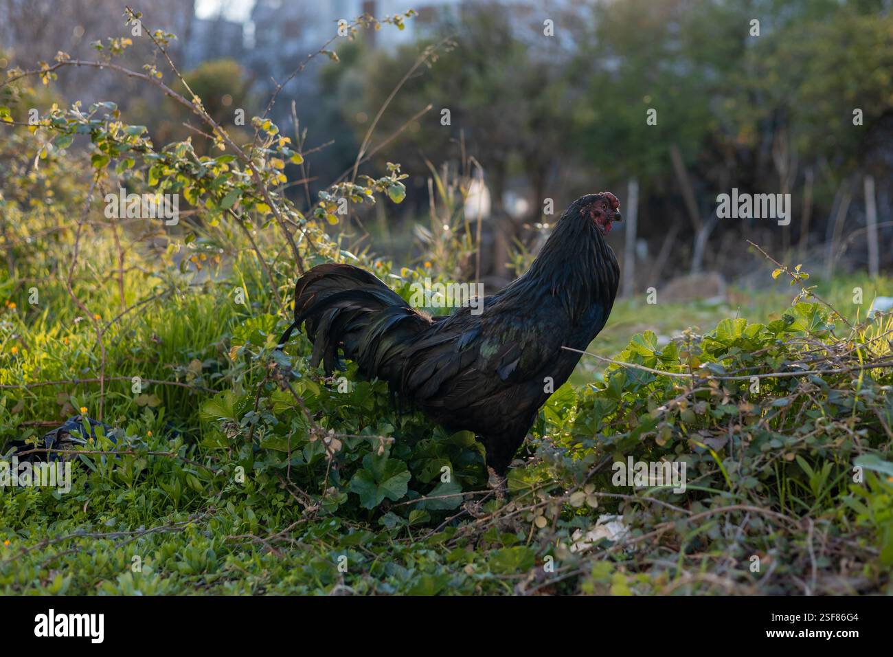 Black rooster foraging amongst greenery in a quiet garden during ...