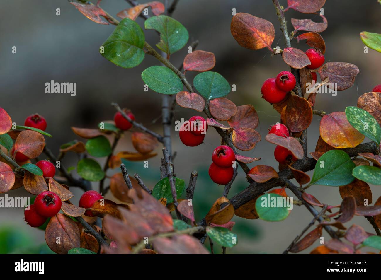 Autumn plants along the sidewalk in Tehran Stock Photo - Alamy