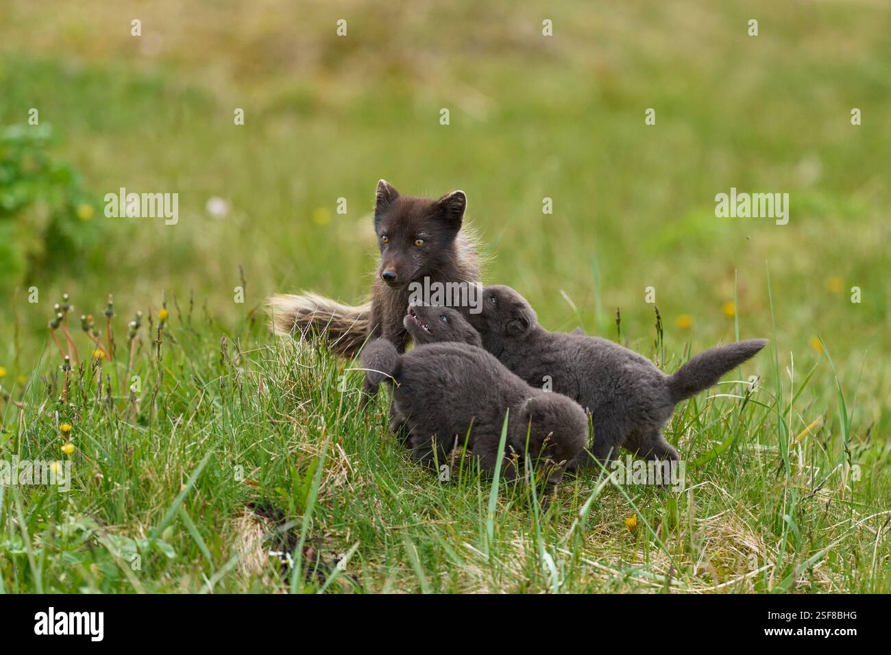 Blue morph Arctic fox (Vulpes lagopus) in summer coat. Hornvik, Iceland ...