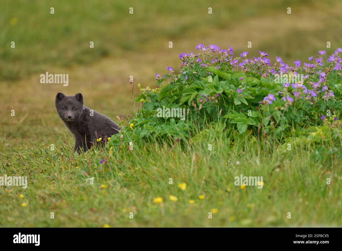 Blue morph Arctic fox (Vulpes lagopus) in summer coat. Hornvik, Iceland ...