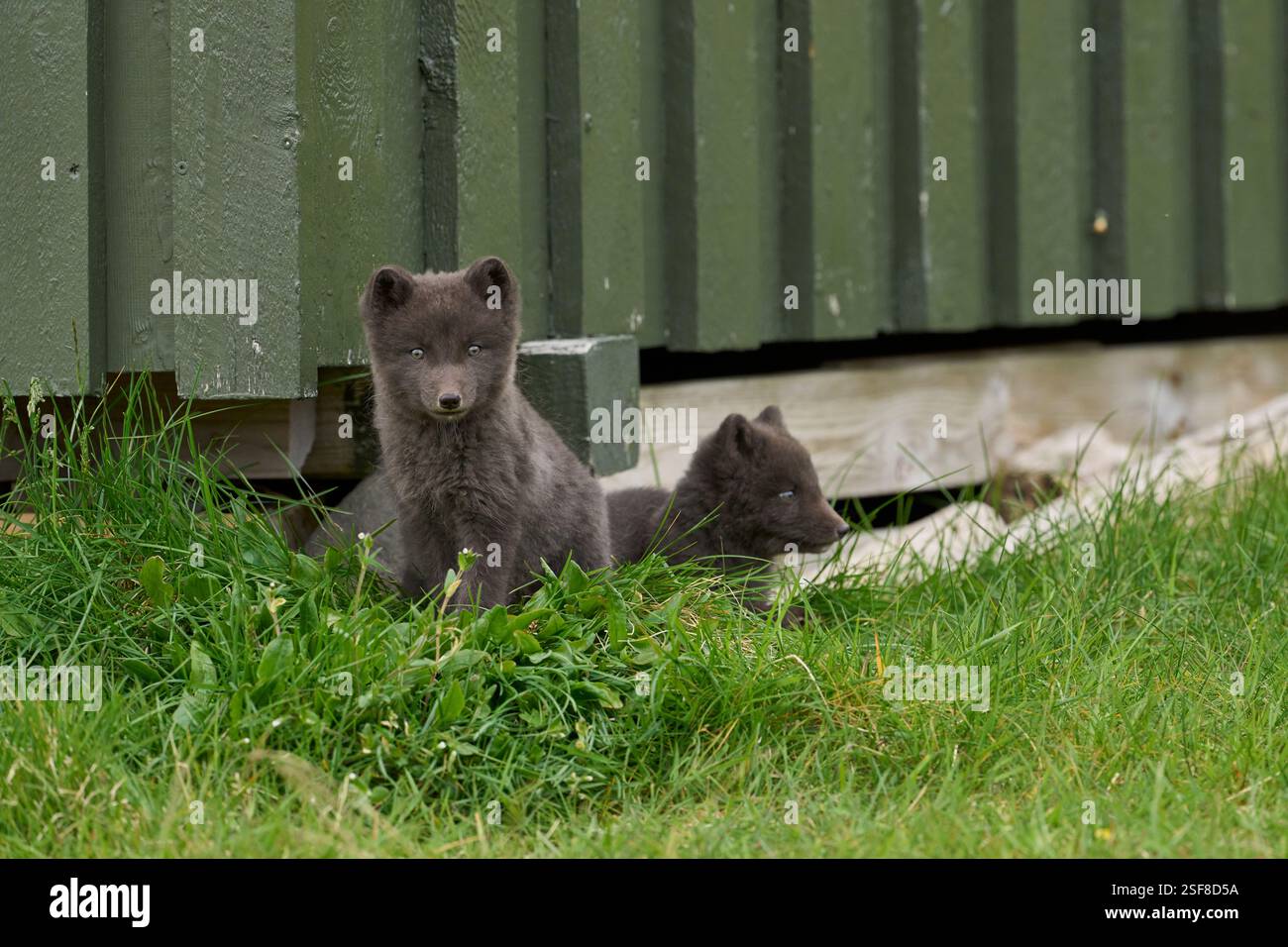 Blue morph Arctic fox (Vulpes lagopus) in summer coat. Hornvik, Iceland ...