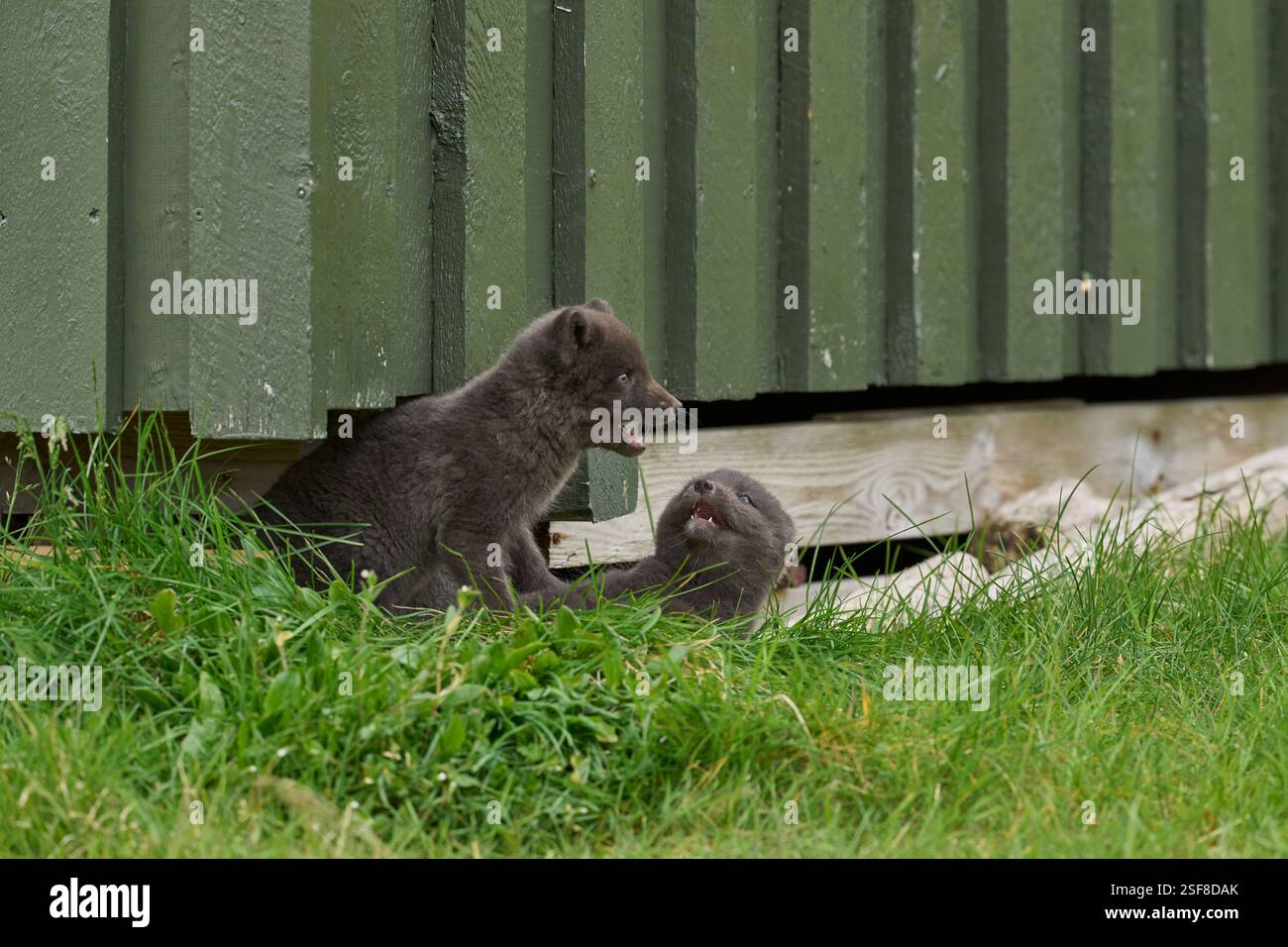 Blue morph Arctic fox (Vulpes lagopus) in summer coat. Hornvik, Iceland ...