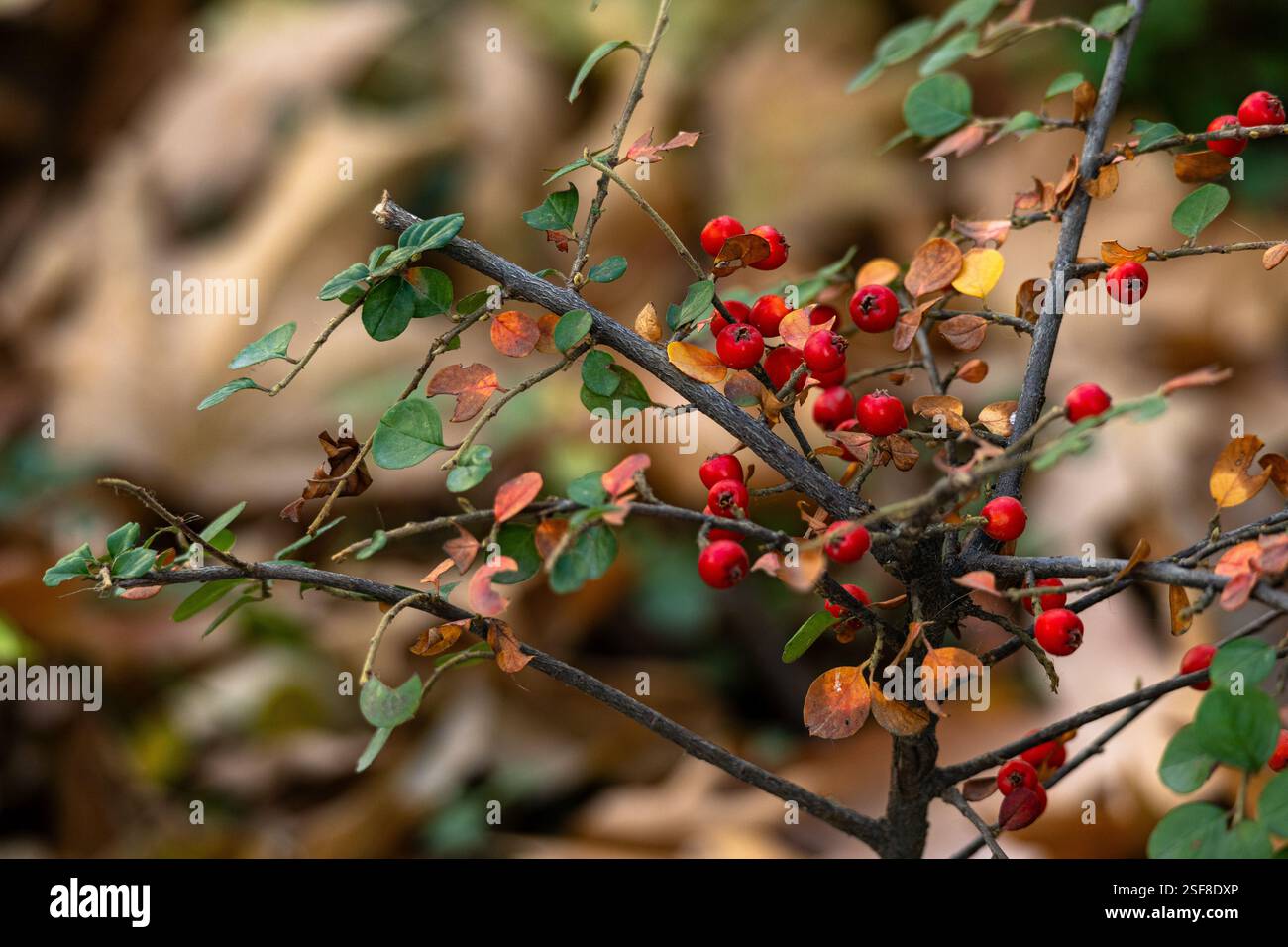 Autumn plants along the sidewalk in Tehran Stock Photo - Alamy