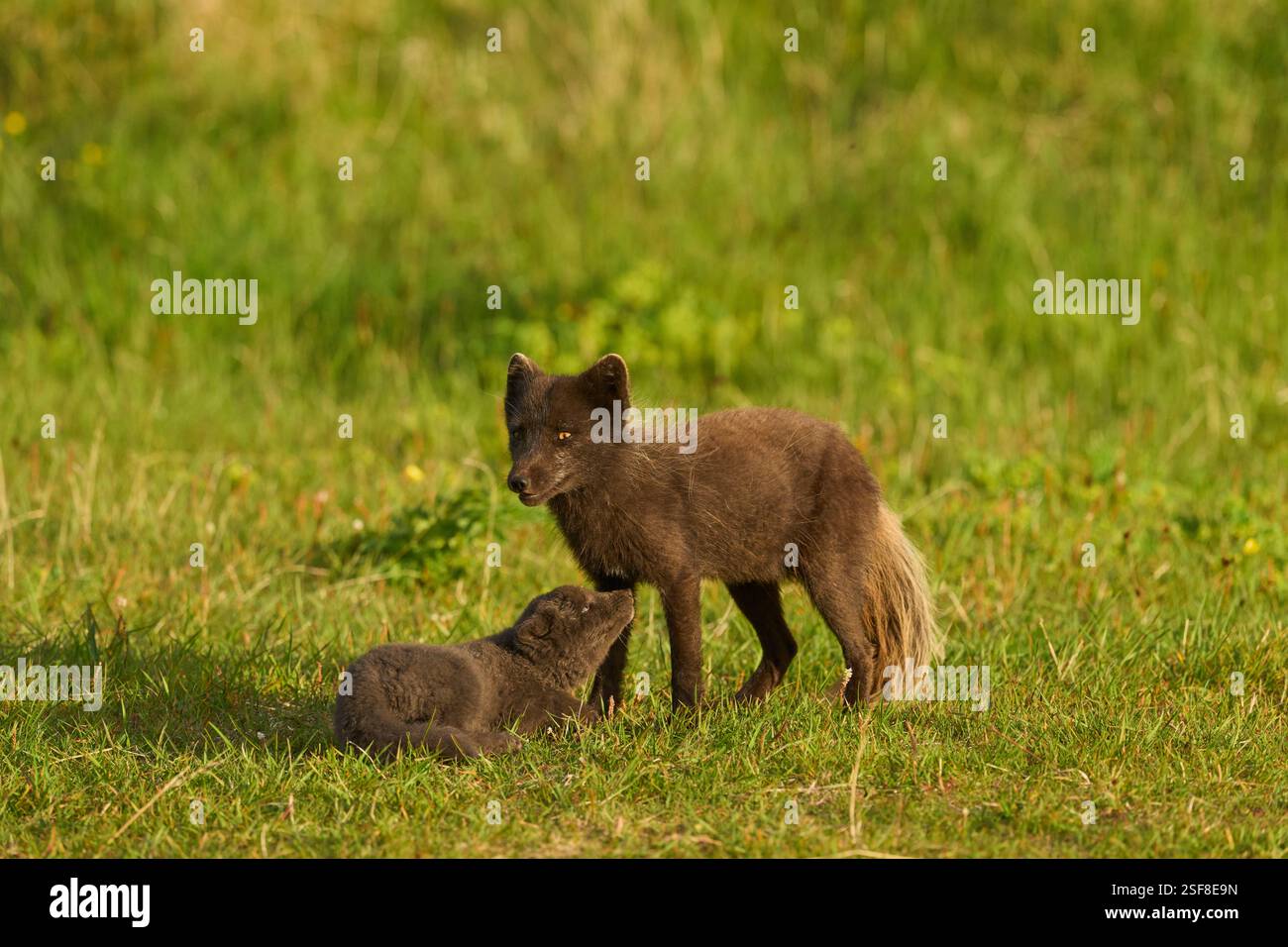 Blue morph Arctic fox (Vulpes lagopus) in summer coat. Hornvik, Iceland ...