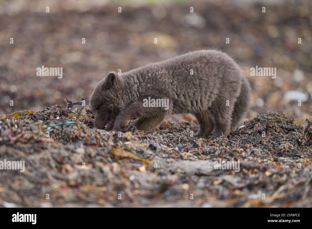 Blue morph Arctic fox (Vulpes lagopus) in summer coat. Hornvik, Iceland ...