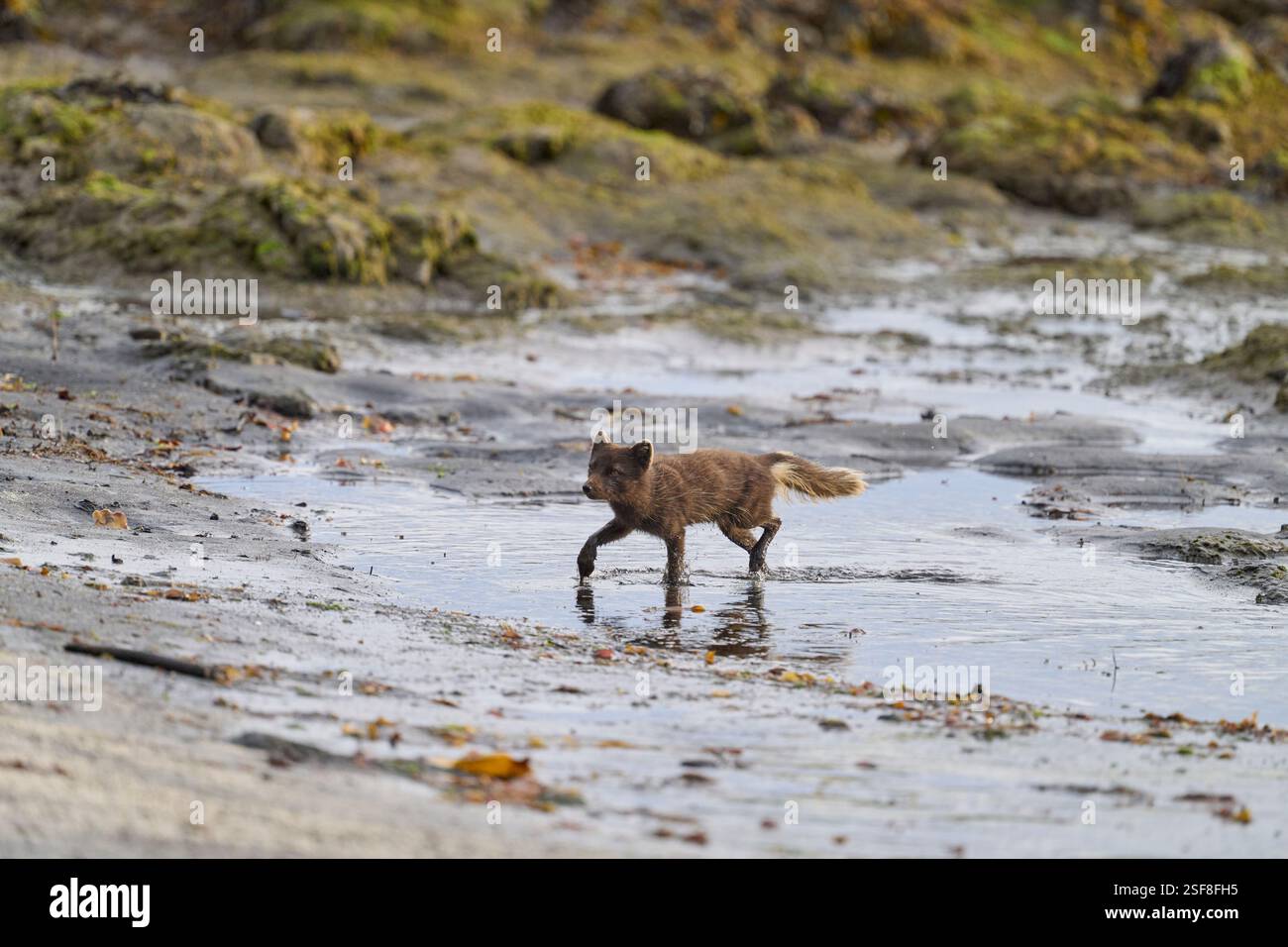 Blue morph Arctic fox (Vulpes lagopus) in summer coat. Hornvik, Iceland ...
