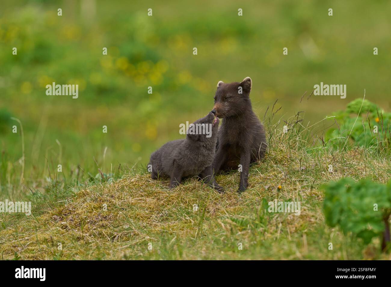 Blue morph Arctic fox (Vulpes lagopus) in summer coat. Hornvik, Iceland ...