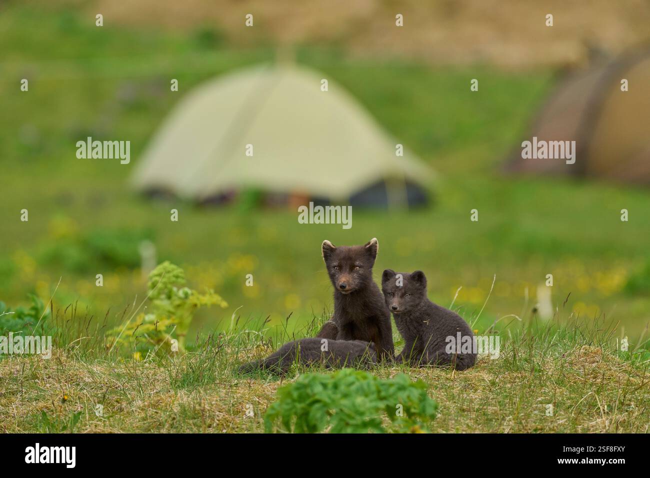 Blue morph Arctic fox (Vulpes lagopus) in summer coat. Hornvik, Iceland ...