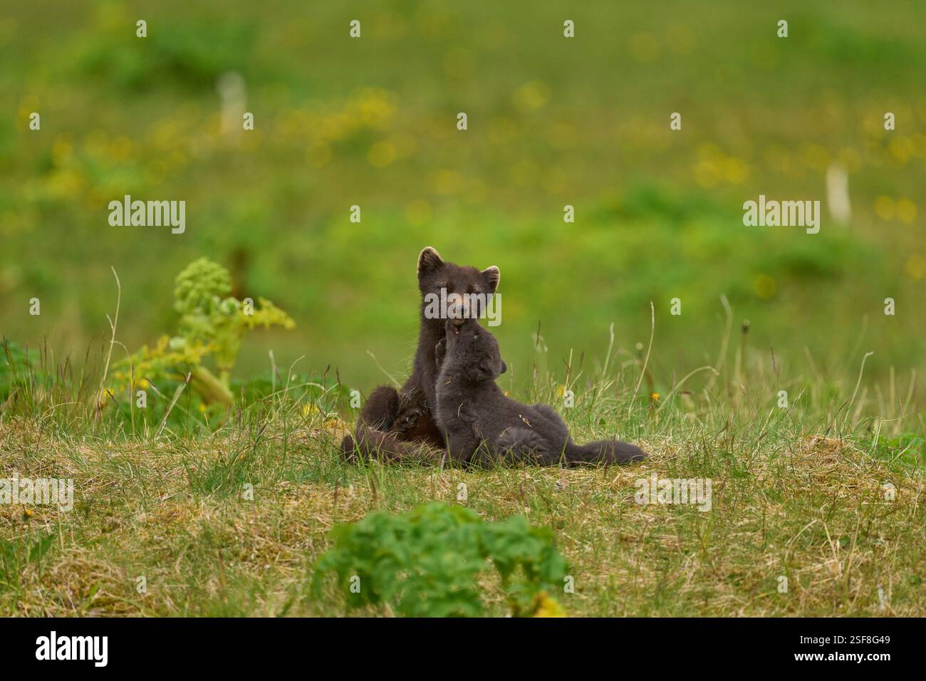 Blue morph Arctic fox (Vulpes lagopus) in summer coat. Hornvik, Iceland ...