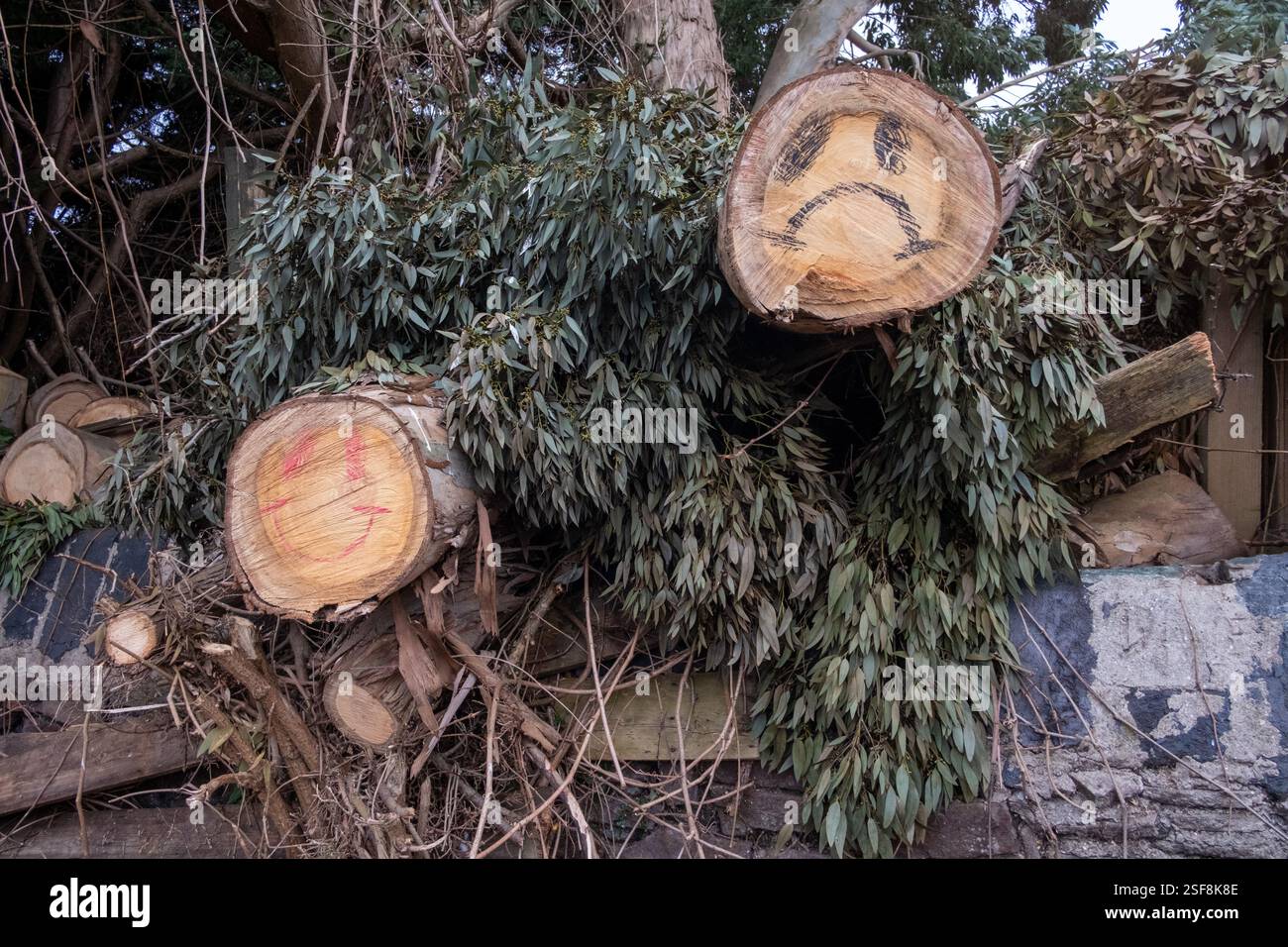 Cut down trees with a smiley and sad faces painted on them Stock Photo ...