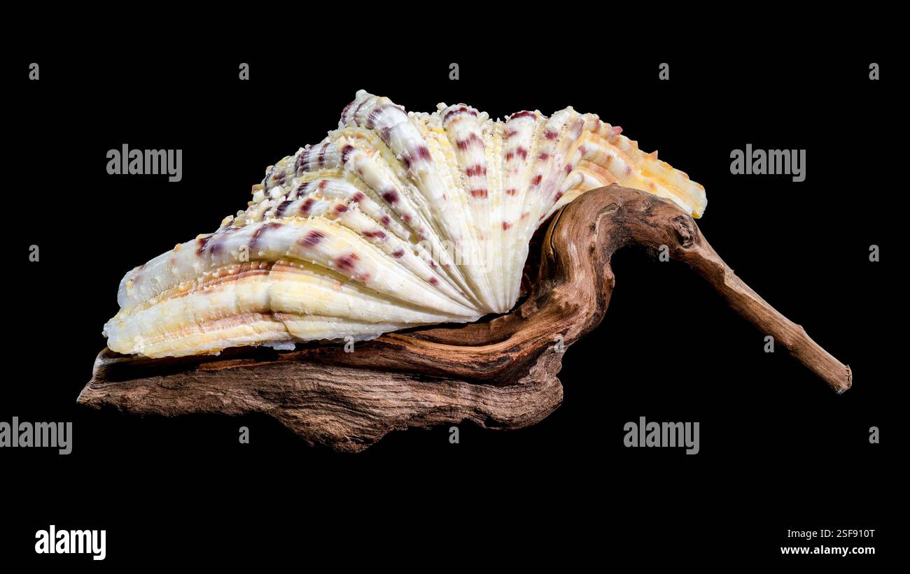 Close-up of a Hippopus hippopus, also known as the horse hoof clam ...