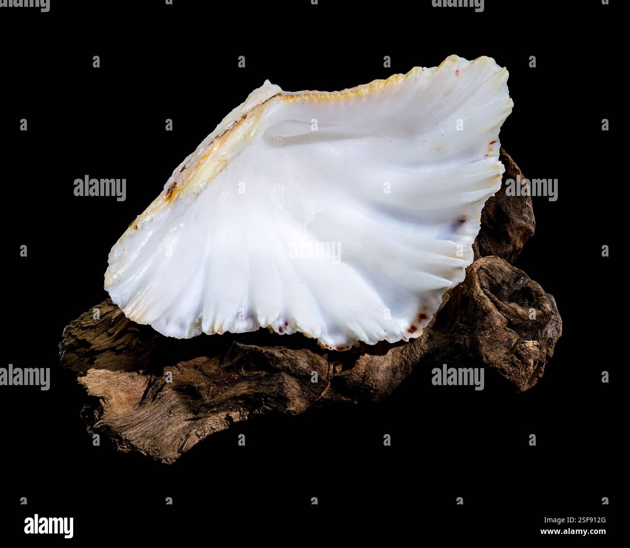 Close-up of a Hippopus hippopus, also known as the horse hoof clam ...