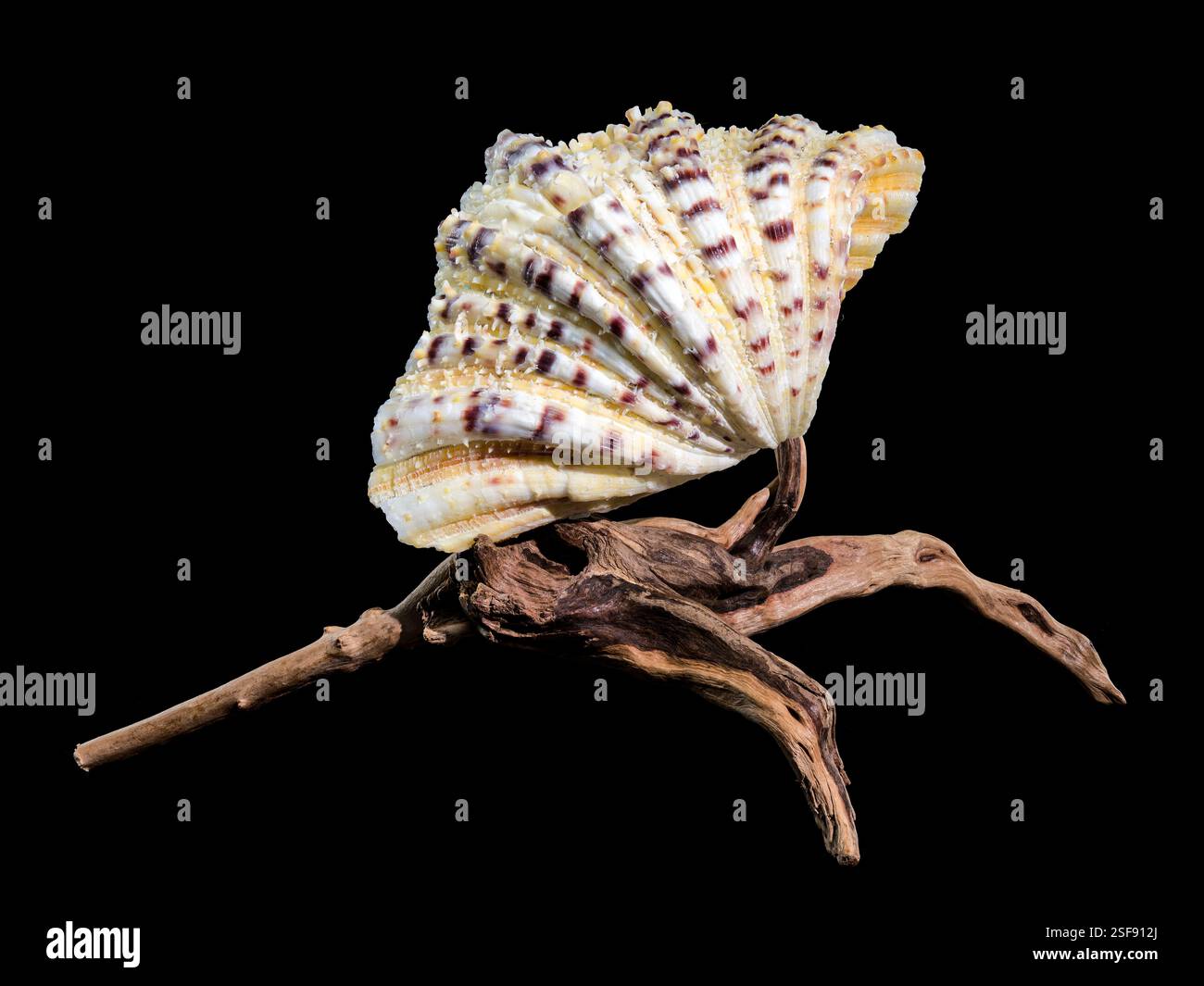 Close-up of a Hippopus hippopus, also known as the horse hoof clam ...