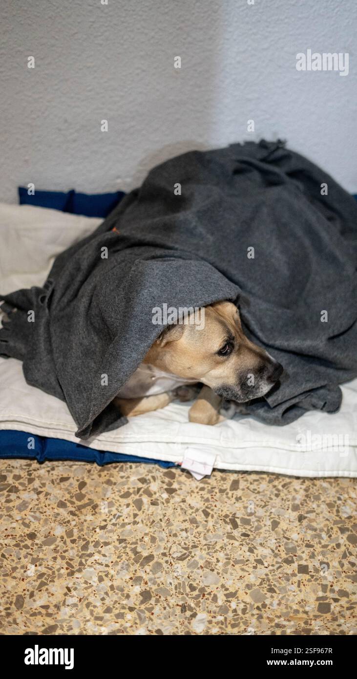 A lovable light-colored dog full of energy and charm. Each photo ...