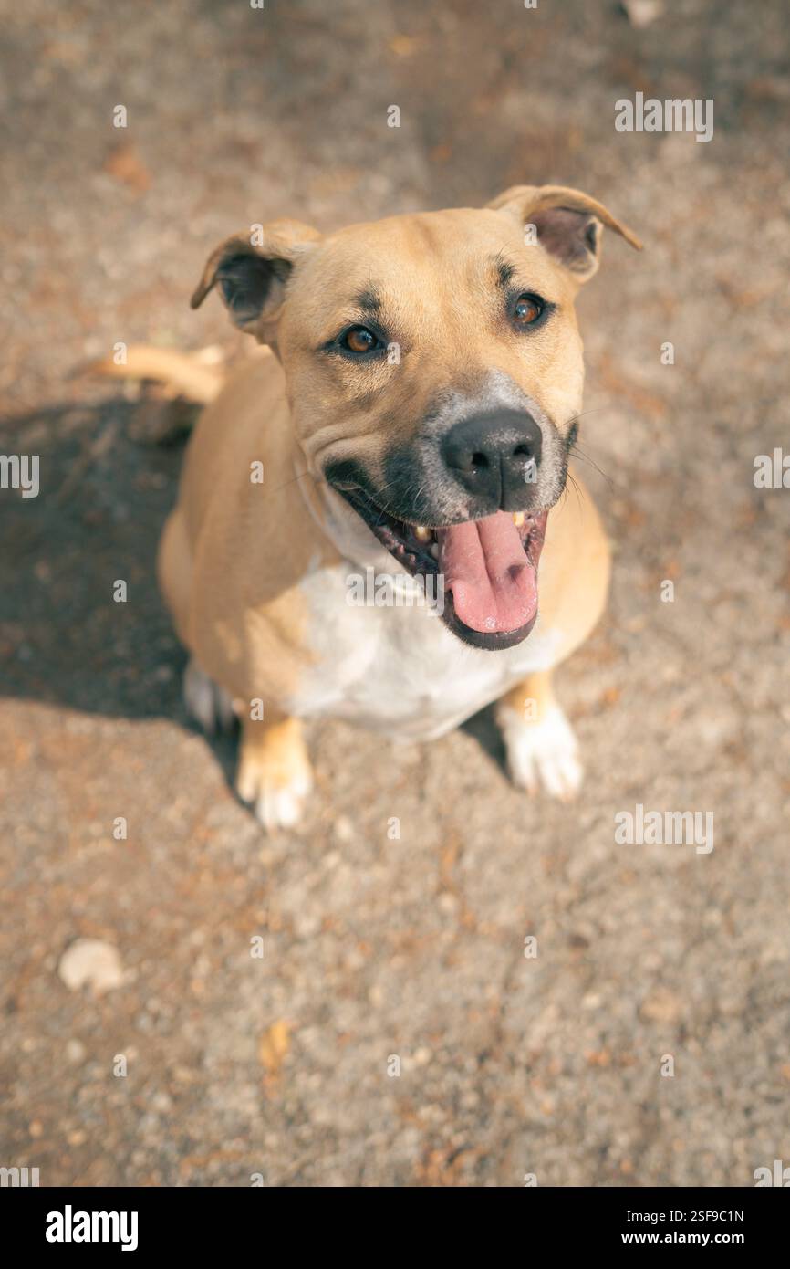 A lovable light-colored dog full of energy and charm. Each photo ...