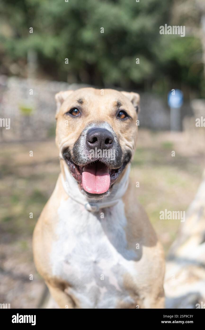 A lovable light-colored dog full of energy and charm. Each photo ...