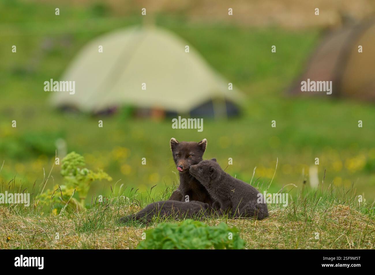 Blue morph Arctic fox (Vulpes lagopus) in summer coat. Hornvik, Iceland ...