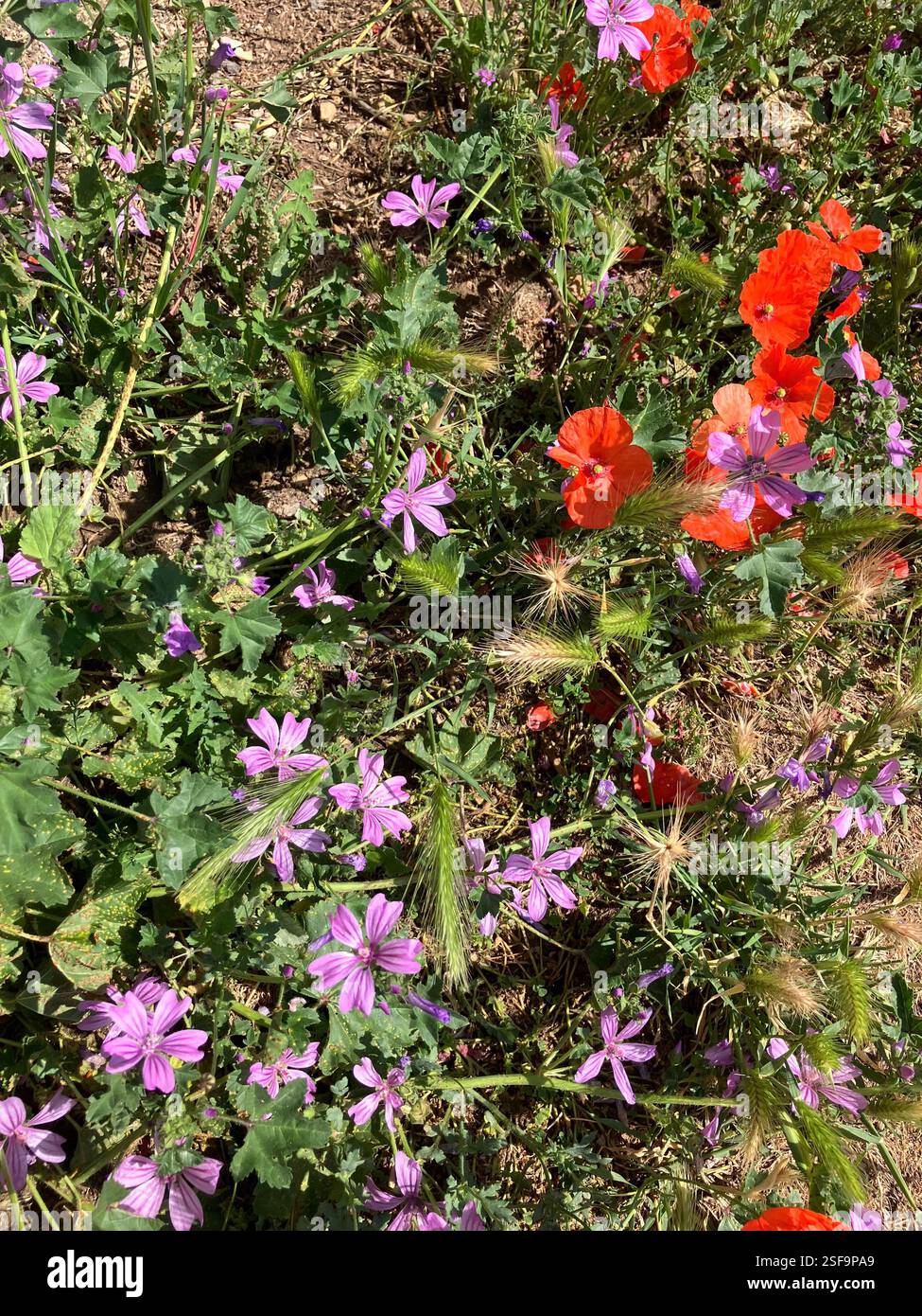 Mediterranean wild flora smartphone stock photos and images - Alamy