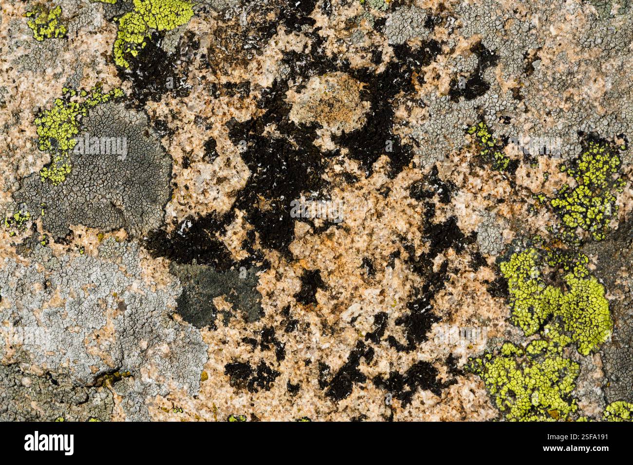 Closeup rock full of lichens as a background - Melanelia tominii ...