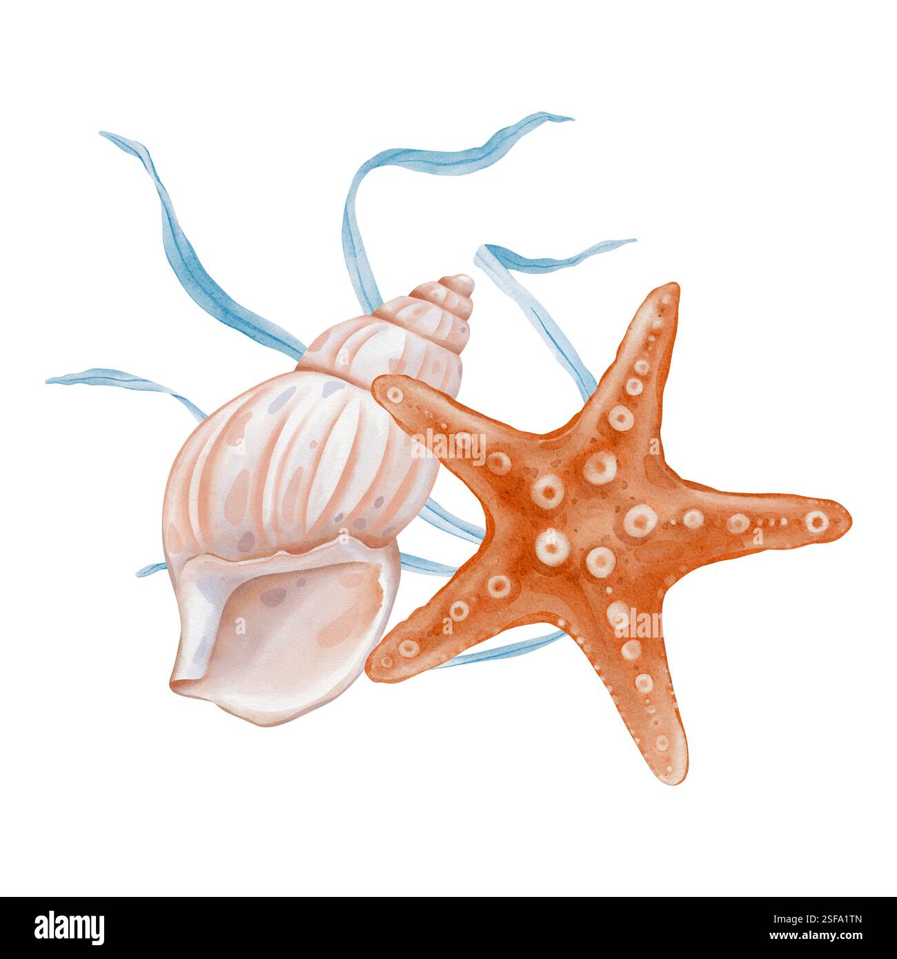 Watercolor composition of Seashell and Seaweed, star. Hand drawn ...